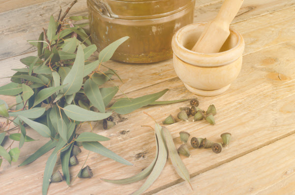 From Lavender to Peppermint — Oil Extraction 101: Our Top 4 Essential ...