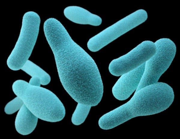 Postbiotics: What They Are And Why They Are Important | by Open ...