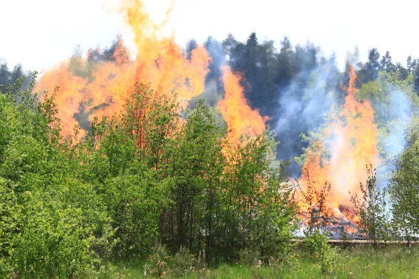 Impact of Wildfires on Summer Air Quality and How to Stay Safe with ...
