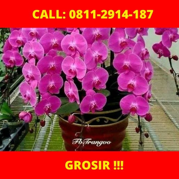 BISA COD ! CALL! 0811-2914-187 Jual Bunga Anggrek Yang Paling Mahal ...