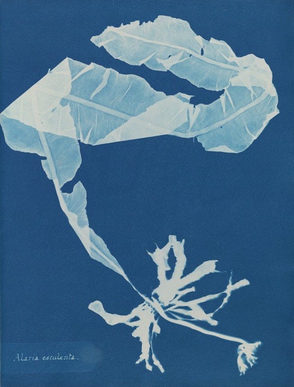 ANNA ATKINS. Anna was born in Kent, southeast… | by Vidisha Jain | Medium