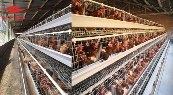 Tips for Choosing the Right Poultry Equipment from LIVI | by ...