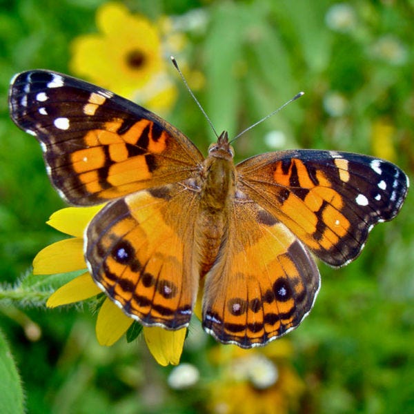 Create a Butterfly Paradise: Top Species to Lure into Your Florida ...