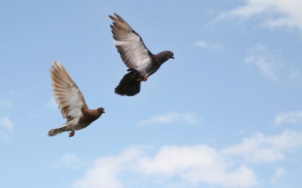 Birdwatching. [Content warning: dead animals, maggot… | by Elliot ...