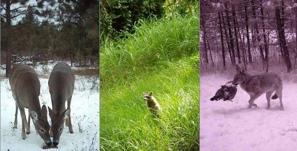 Scary Deer Cam Pictures