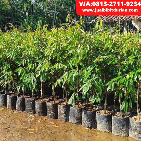 TERJANGKAU ! CALL: 0813-2711-9234 Distributor Pohon Durian Bawor Asli ...