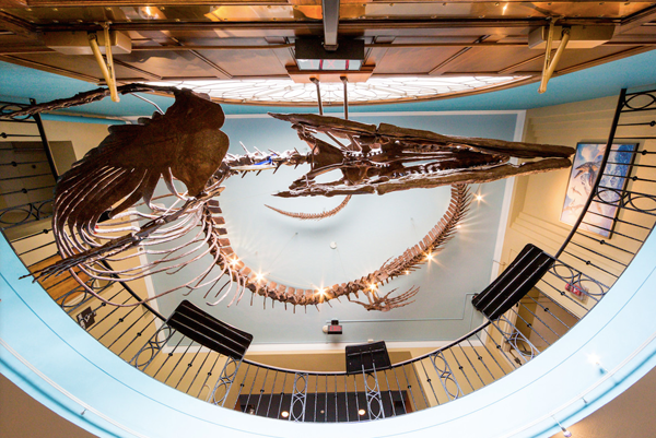 Job | Three student positions available at the KU Natural History ...