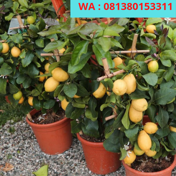 TERMURAH !. Lemon (Citrus limon) sejenis jeruk yang… | by ...