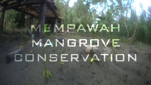 Mempawah Mangrove Park. Mempawah District, for the traveler… | by Dwi ...