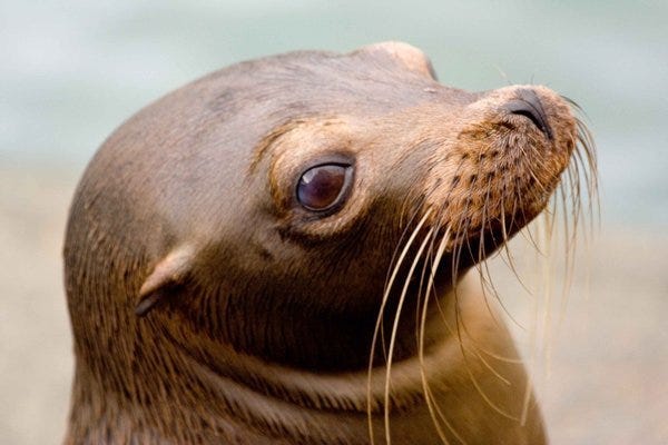 Endangered Animal: Sea Lion. About Sea Lions | by Cameron Womack | Medium