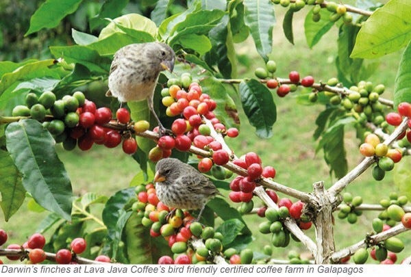 Drink More Bird Friendly Coffee. What Is Bird-Friendly Coffee? | by ...