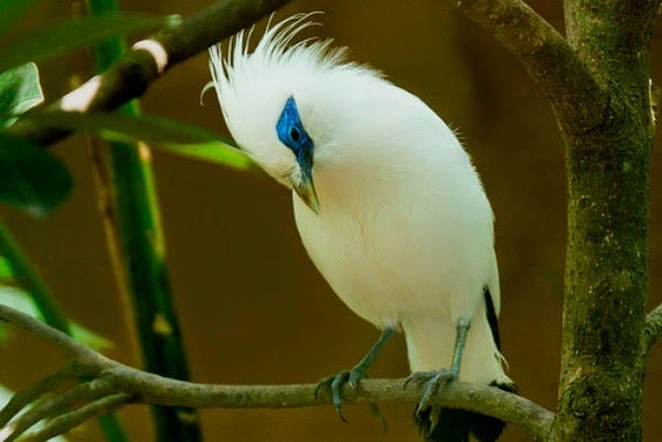 Recognize Bird Paradise In West Bali | by Bali Taman Sari Villa | Medium