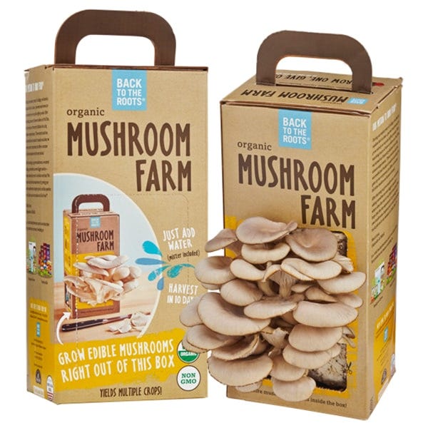 Mushroom Boxes: Revolutionizing Packaging for Freshness, Sustainability ...