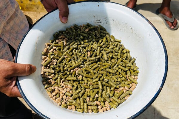 MORINGA HORSE FEED. Moringa feed pellets are an excellent… | by Grenera ...
