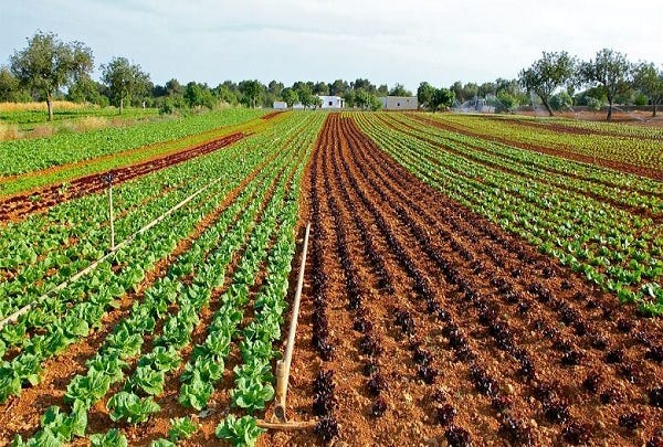 Oil Seed Crop Protection- Global Market Analysis with Top Players Adama ...