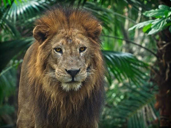 The Majestic Katanga Lion: A Closer Look at Africa’s Crown Jewel | by ...