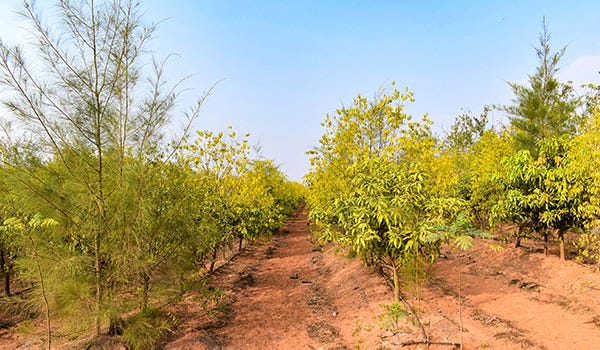 The Long-Term Rewards of Sandalwood Farm Ownership | by Dhatri Sandal ...