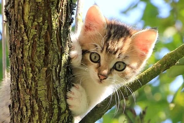 Your Cat, Your Pet. Cats have been beloved pets for… | by Mighaelvanas ...