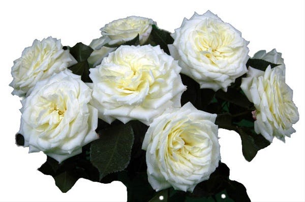 The Alabaster Rose. I stood quivering with anticipation. My… | by PP ...