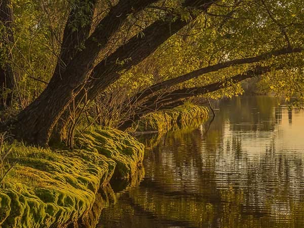 The Story of Molai Forest. You and I have seen many places turning ...