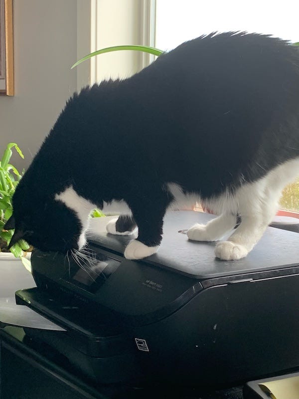 Caturday-Printer Girl. Our cats think they own our devices… | by Warren ...