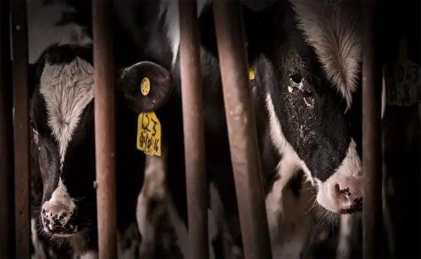 Factory Farming: Cruelty for Humans, Animals and the Planet | by ...