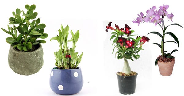Top 10 Table Top Plants For Your Garden | by Kumar Builders | Medium