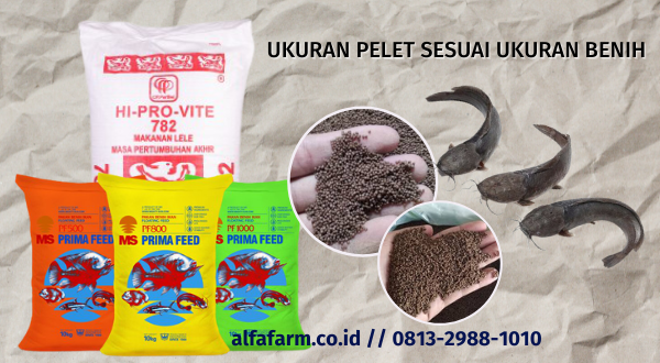 Jenis Pelet Sesuai Ukuran Benih Lele dan Umurnya | by Alfa Farm | Medium