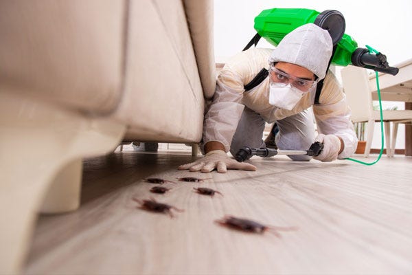 How to Eliminate Creepy Pest from Home | by All Rite Pest Service | Jul ...