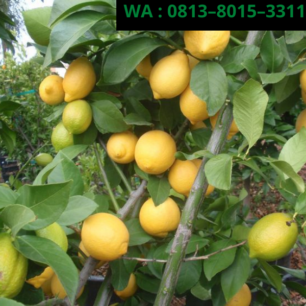 HARGA GROSIR ! CALL : 0813–8015–3311 Pohon Jeruk Lemon Jumbo Ke Bandung ...