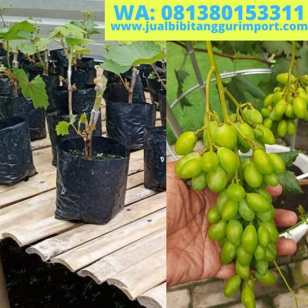 POTONGAN GILA ! CALL: 0813 8015 3311 Jual Pohon Anggur Golby Bogor Ke ...