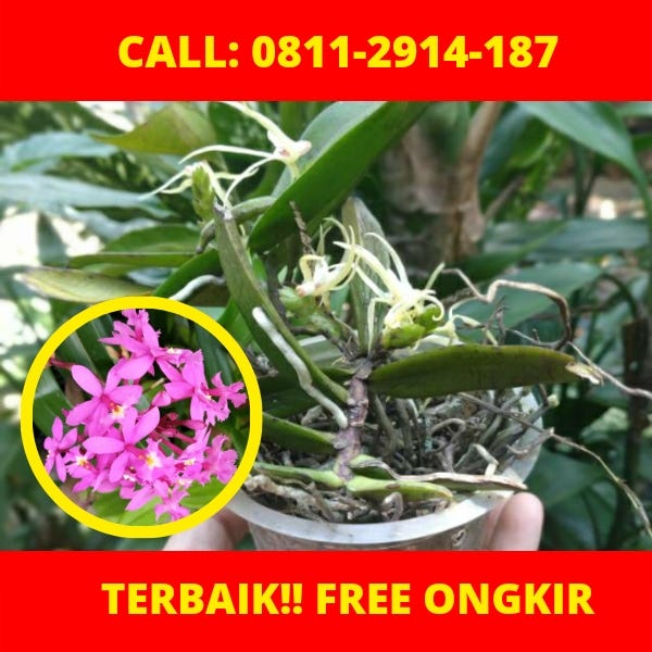 TOKO ANDALAN ! CALL! 0811-2914-187 Jual Tanaman Anggrek Yang Tahan ...