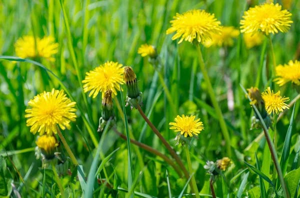 Dandelion Wine. Chapter 1 | by Don Linder | Medium