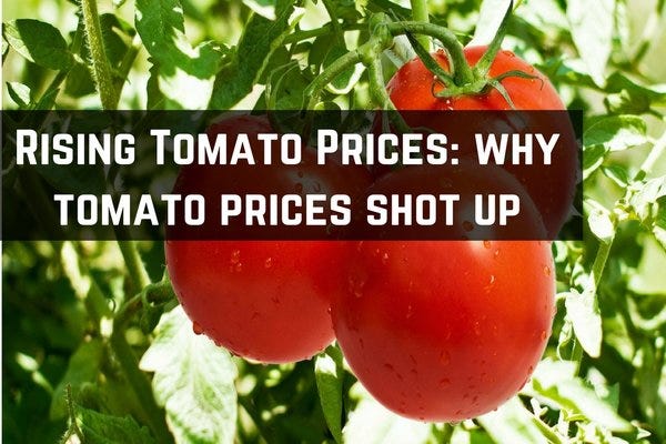 Rising Tomato Prices: Is Establishing a Modern Market Structure, the ...