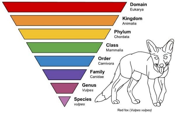 A Journey Through the History of Animal Classification and Taxonomy ...
