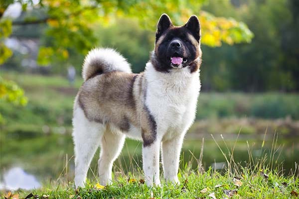 All About the Akita. Is the Akita Right For You? | by Kendle Frank | Medium