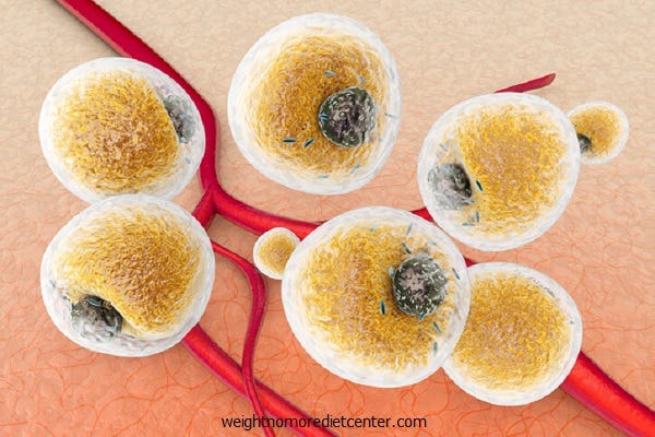 Fat Cells: What? Where? When? How? | by Lori Boxer | Medium