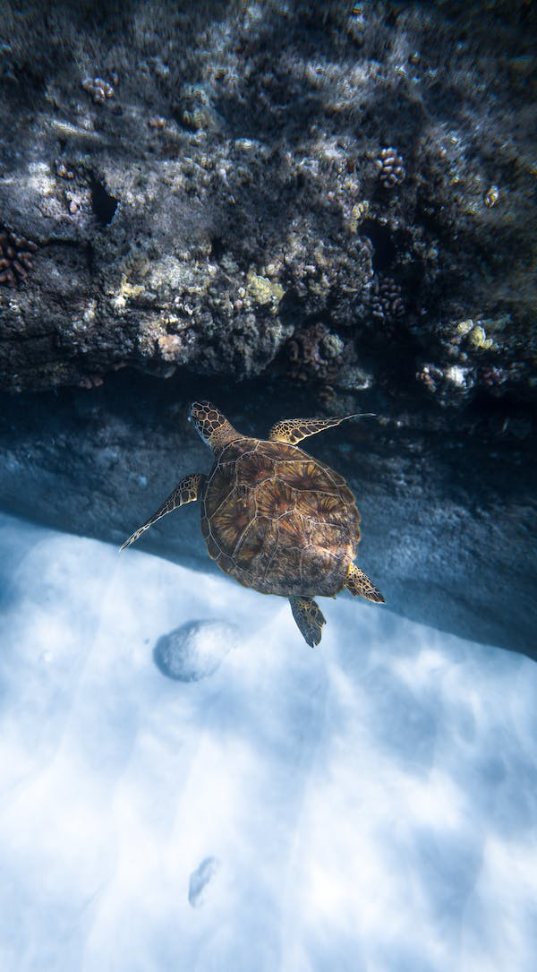 Tropical Flora and Fauna: What to Look for While Sailing Around St ...