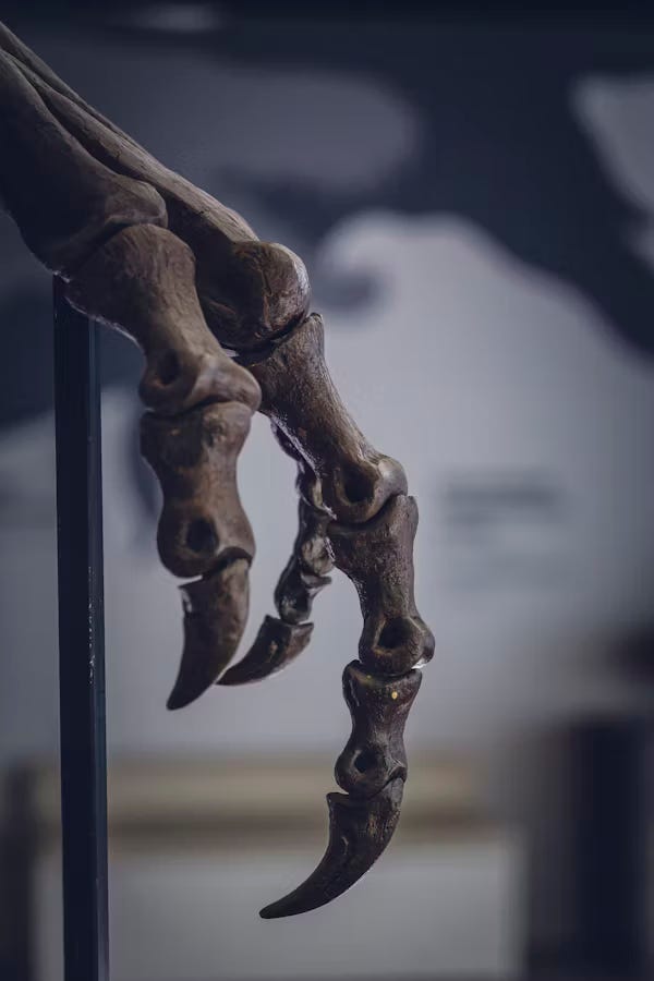New prehistoric reptile highlights the biology of life 237 million ...