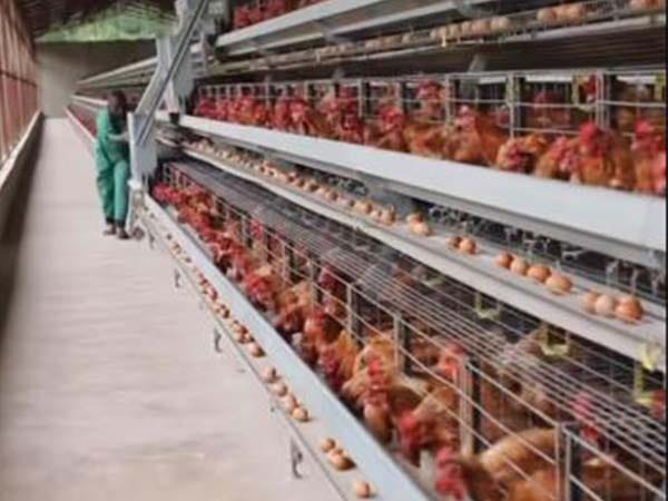 4-tier chicken cages with 120 chickens | by LIVI Poultry Cage Supplier ...