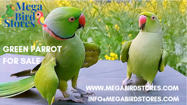 Green Parrot For Sale — megabirdstores.com - Megabirdstores2 - Medium