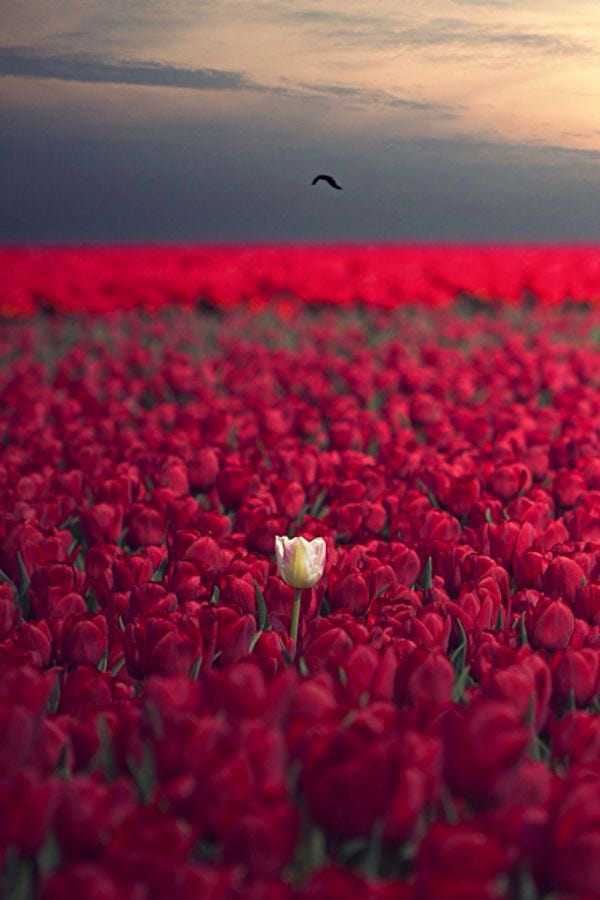 Love — what is the true meaning. How do you define love? | by Oluwakemi ...