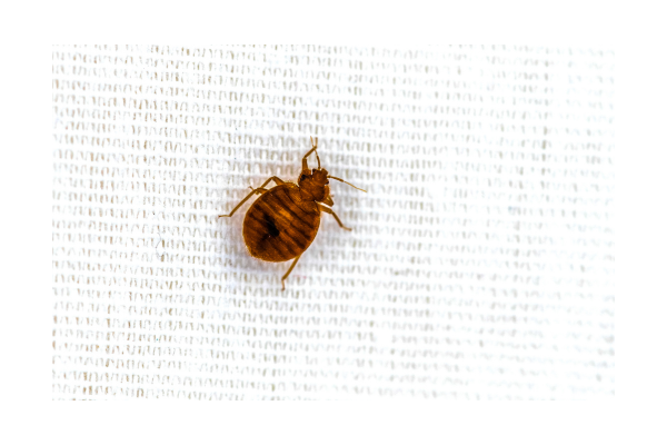 How to Safely Remove Bed Bugs from Clothing and Luggage | by ...