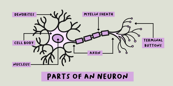 A Comprehensive Guide to Understanding Neurons: A Biological and Deep Learning Approach | by ...
