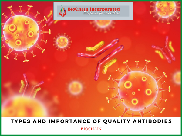 Importance Of Quality Antibodies & Different Types Of Custom Antibodies ...