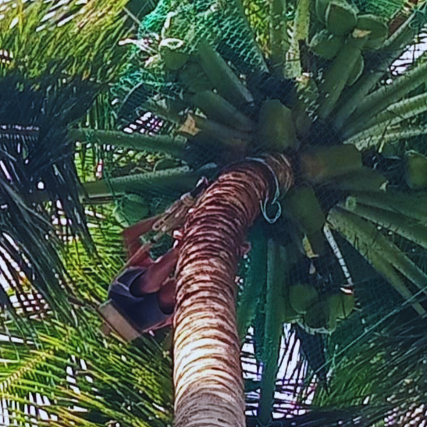 Embracing Green Canopies: The Rise of Coconut Tree Safety Nets in ...