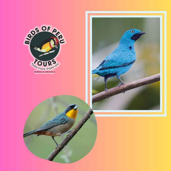 Unveiling the Avian Heart of Peru: A Birding Adventure in the Central ...