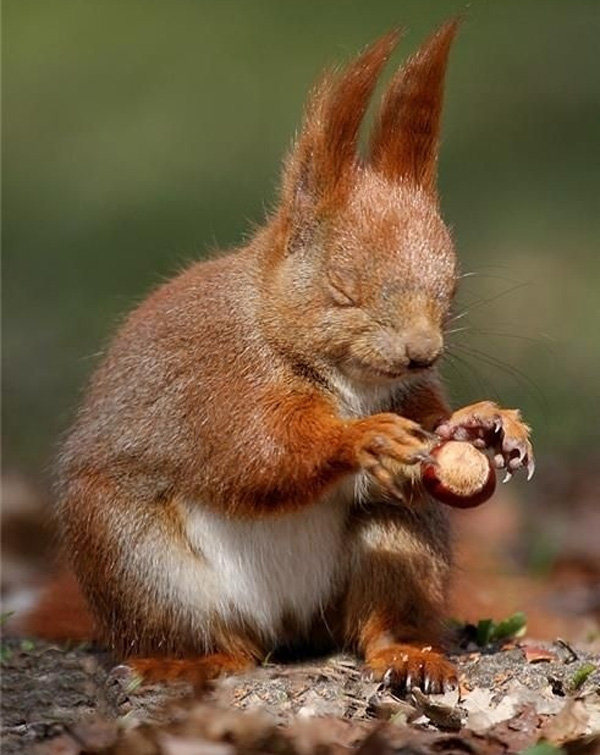 Brunch Skunks and 10 Other Types of Crypto Investors | by Dave Balter ...