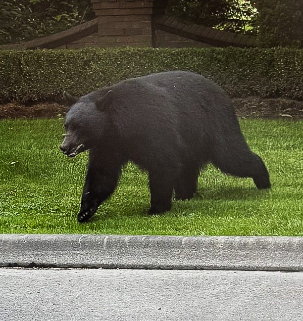 Do your part to keep bears wild and reduce potential human-wildlife ...