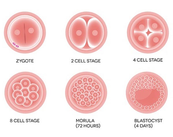Two Cell Stage